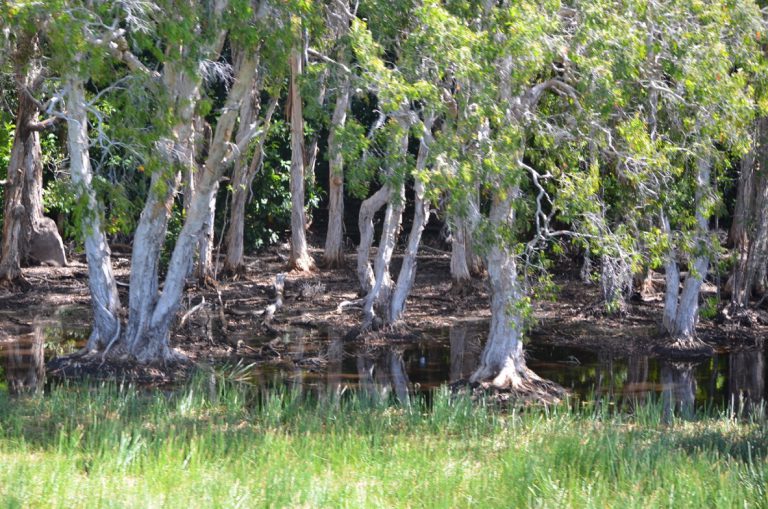 Welcome to Lama Lama Country