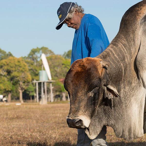 News 2 – Welcome to Lama Lama Country