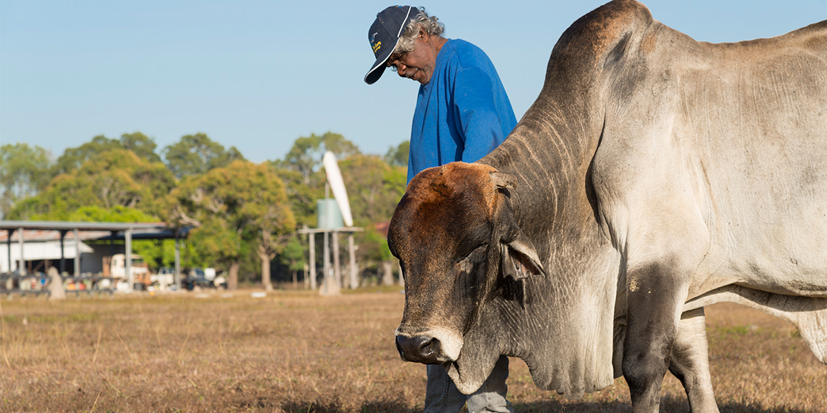 Welcome to Lama Lama Country