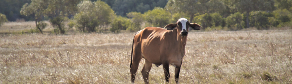 Enterprises – Welcome to Lama Lama Country