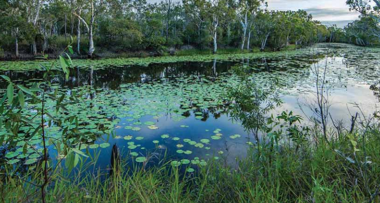 News – Welcome to Lama Lama Country